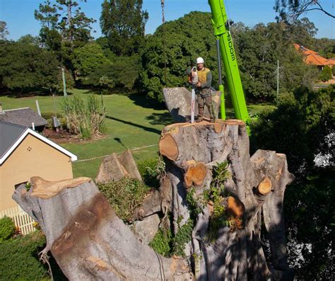 Fast Tree Removals Brisbane Aussie Tree Solutions