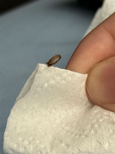 What Exoskeleton Is This From R Whatisthisbug