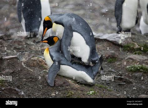 King Penguins Mating The King Penguin Aptenodytes Patagonicus Is The Second Largest Species