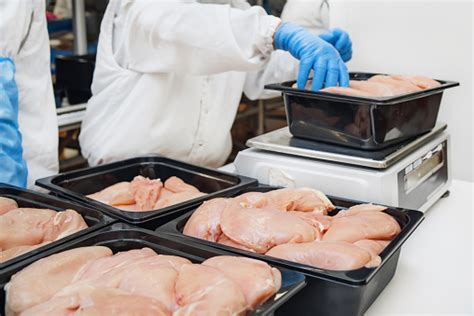 식품 고기 닭고기 컨베이어에 플라스틱 포장 치킨 필렛 생산 라인 육류 가공 장비 반완육류 제품의 생산을 위한 라인 가금류에 대한 스톡 사진 및 기타 이미지 Istock