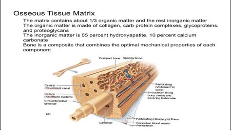 Structure Of Osseous Tissue Diagram Labeled Osseous Tissue A