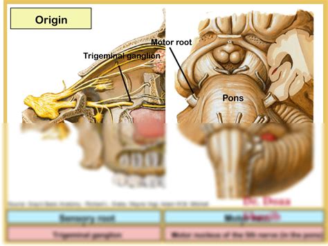 Solution Infratemporal Fossa Vessels Nerves 2024 Anatomy Branches Maxillary Artery Mandibular