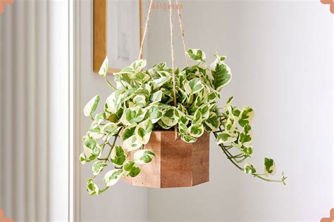 روش نگهداری گیاه پتوس یا پوتوس و علت زرد شدن آن گُل‌سِتان