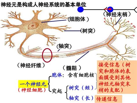 神经系统的结构与功能 一轮复习 第一课时2014 2 21emma Word文档在线阅读与下载 无忧文档