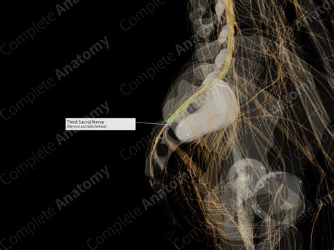 Third Sacral Nerve Right Complete Anatomy