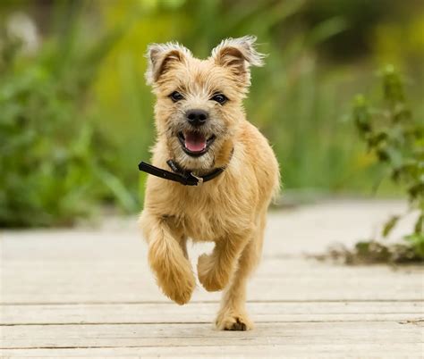 Whipworms In Dogs And Cats