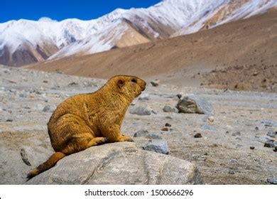 Himalayan Marmot Photos And Images Shutterstock