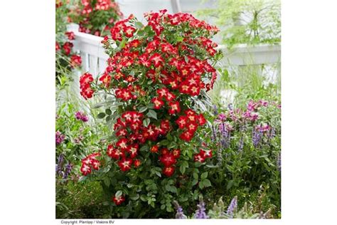 1 Or 3 Rose Everglow Ruby Plants Livingsocial