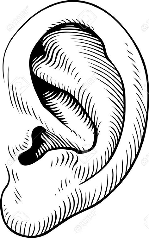 Human Ear Drawing At Getdrawings Free Download