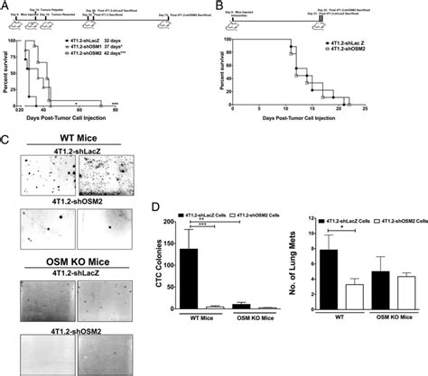 Reduced Tumor Cell Oncostatin M Osm Expression Increases Survival In
