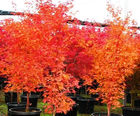 Acer Palmatum Sango Kaku