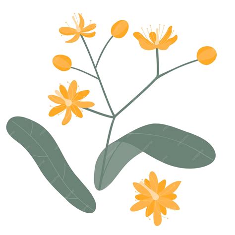 Premium Vector A Drawing Of A Branch Of A Flowering Lime Tree With