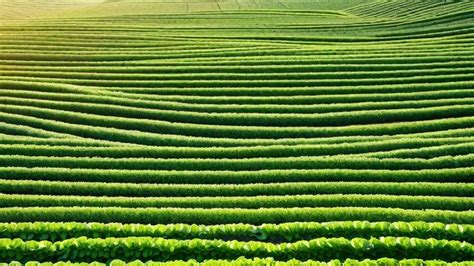 Premium Ai Image Vibrant Cabbage Fields