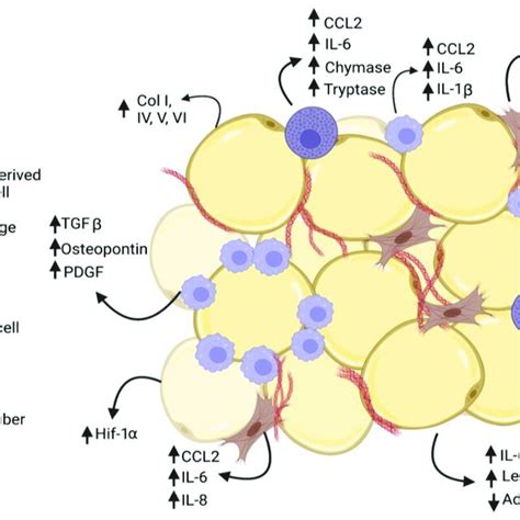 Interactions Among Cells Within Mammary Adipose Tissue Enhance Fibrosis Download Scientific