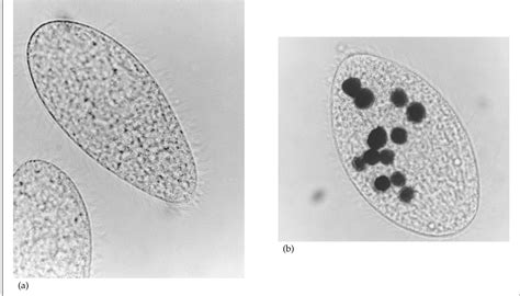 Pdf Investigating Phagocytosis In Tetrahymena