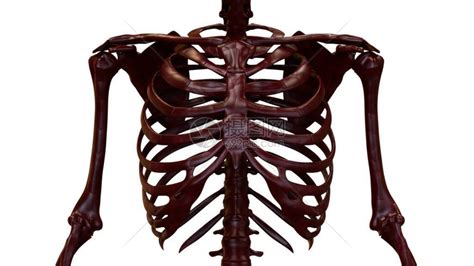 3D人类骨骼系统高清图片下载 正版图片507504907 摄图网