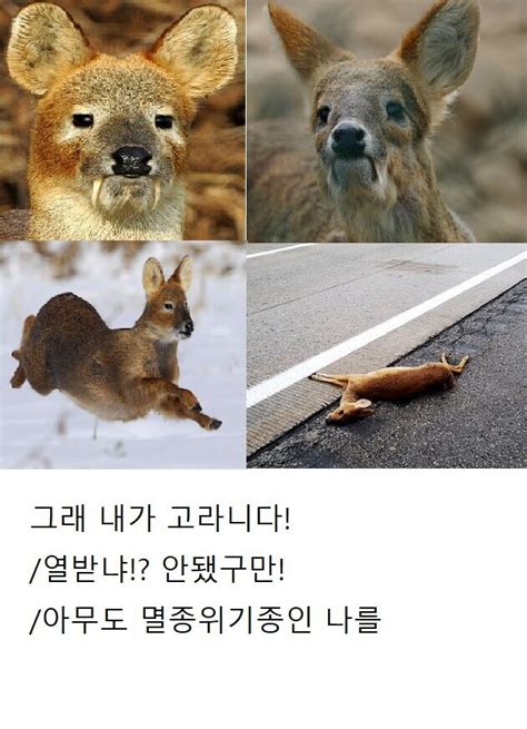 고라니 맘  유머 게시판