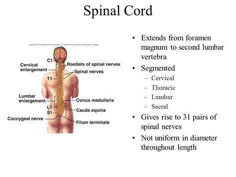 Foramen Magnum Spinal Cord