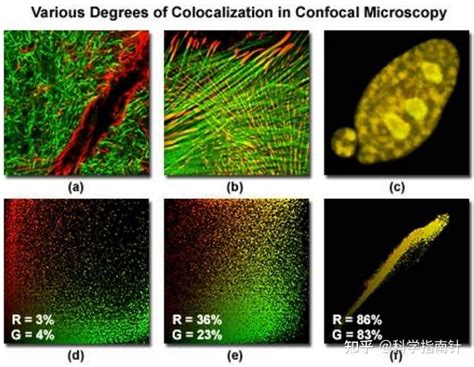 共聚焦显微镜中荧光团的共定位 知乎
