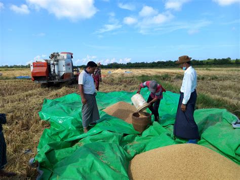 ပုလောမြို့နယ် ပလောက်မြို့ စိုက်ပျိုးရေးဦးစီးဌာနမှ မိုးစပါးစံကွက်ရိတ်သိမ