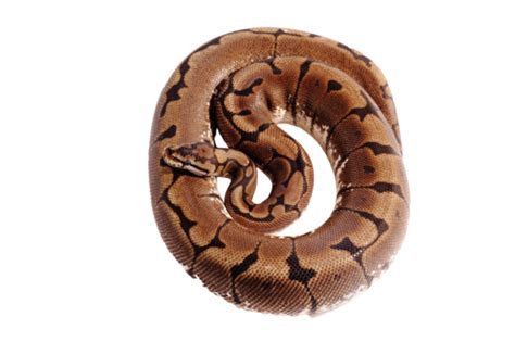 Blood Python PNG Transparent Images Free Download Vector Files Pngtree