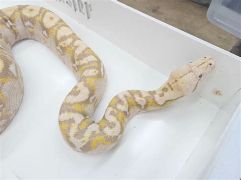Purple Female Reticulated Python By
