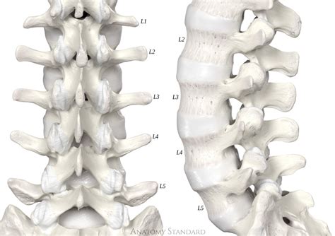 Lumbar Zygapophyseal Joints At John Lindgren Blog
