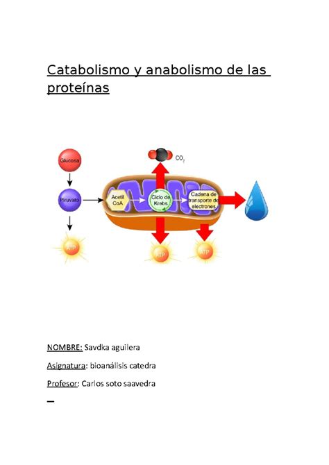 50 Metabolismo De Las Proteinas Anabolismo Y Catabolismo Images And