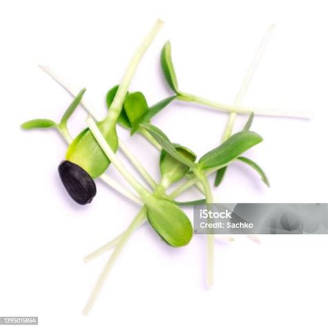 흰색 배경에 해바라기 마이크로 그린의 클로즈업 집에서 씨앗 발아 마이크로그린을 자르기 건강한 식생활에 대한 스톡 사진 및 기타