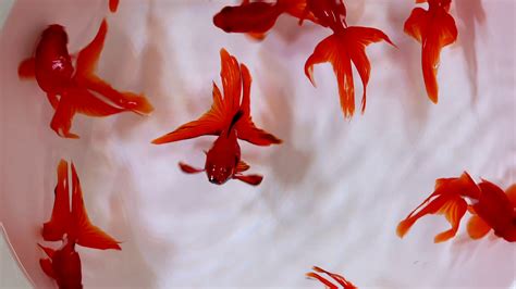 뻐금뻐금고급금붕어 Band