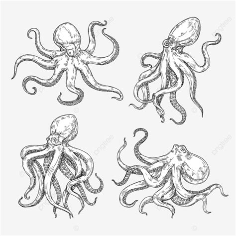 스케치 문어 바다 문어 오징어 타투 대양 다른 Png 일러스트 및 벡터 에 대한 무료 다운로드 Pngtree
