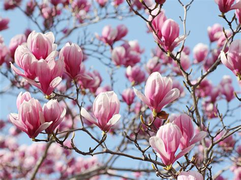公園墓地の花情報横須賀市営 公園墓地