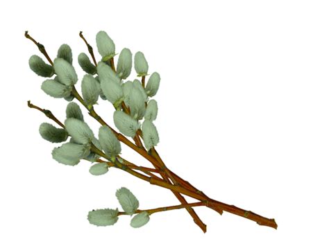 Верба картинка для детей