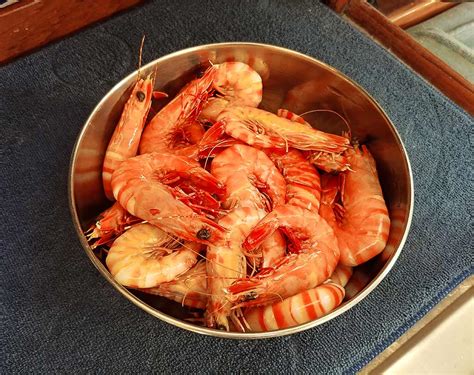 Australia Discovery 2 Prawns Two At Sea