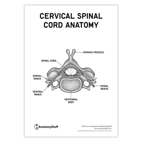 Cervical Spinal Cord Anatomy Poster Pdf Anatomystuff