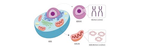 嘉检医学 1 高精度遗传病因学检测