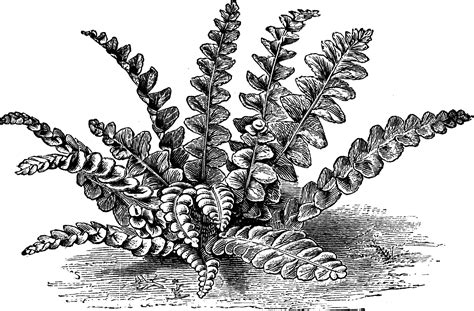 Asplenium Ceterach Vintage Illustration 35468597 Vector Art At Vecteezy