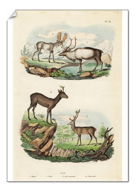 Prints Of Reindeer Moose Red Deer And Roe Deer