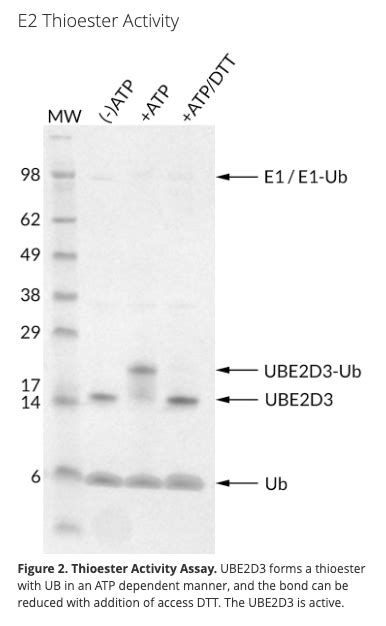 Ub Conjugation South Bay Bio