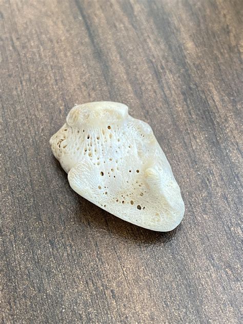What Is This Bone Looking Tooth With Holes R Bonecollecting