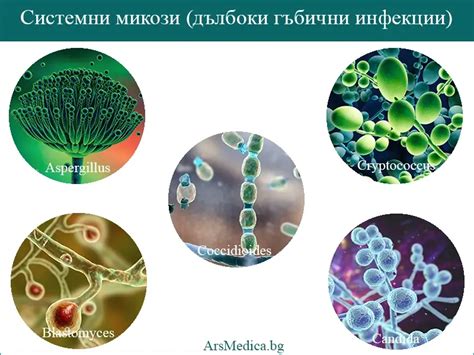 Rdw ширина на разпределение на еритроцитите Arsmedica Bg