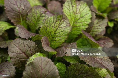 붉은 겨자 보라색 녹색 겨자 잎물과 물 방울 클로즈업 브라시카 준시아 상단 보기 비건 과 채식주의 영양에 유용한 매운 허브 비타민 갓에 대한 스톡 사진 및 기타 이미지