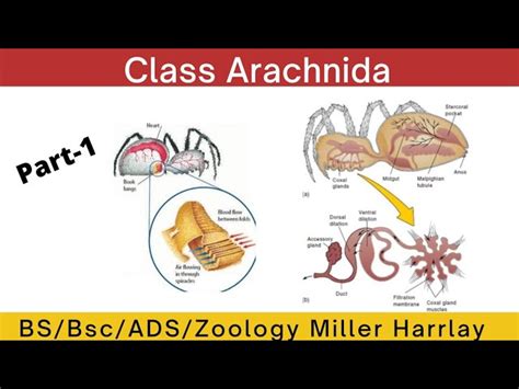 Class Arachnida Diagram