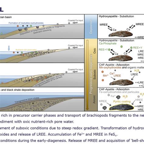 Proposed Model For The Toolse Deposit And Multi Stages Ree Y Enrichment Download Scientific