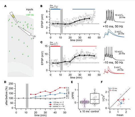 Figure 4 From The Spike Timing Dependent Plasticity Of Vip Interneurons In Motor Cortex