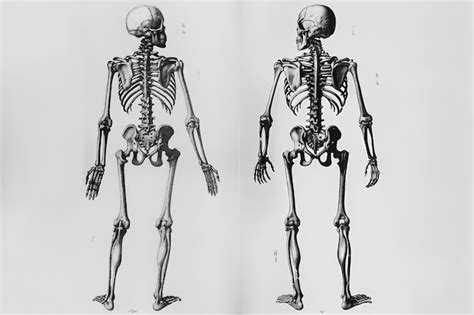 Premium Photo A Drawing Of Two Human Skeletons Together