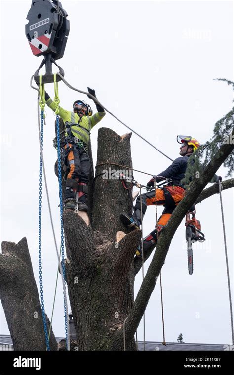 Man In A Cedrus Atlantica Tree With A Chainsaw Stock Photo Alamy