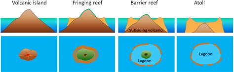 410 Coral Reefs Introduction To Oceanography