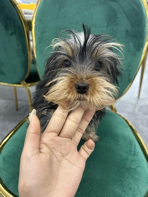 요크셔테리어짱구 강아지책임분양 강아지분양 고양이분양 컴투펫 시츄 셔틀랜드쉽독 말티푸 미니핀 치와와 요크셔테리어 포메라니안 말티즈 분양