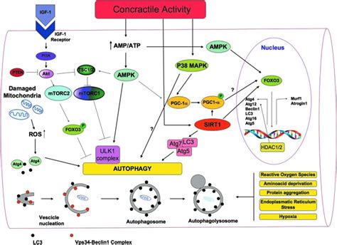 Exercise Induced Skeletal Muscle Remodeling And Metabolic Adaptation Redox Signaling And Role